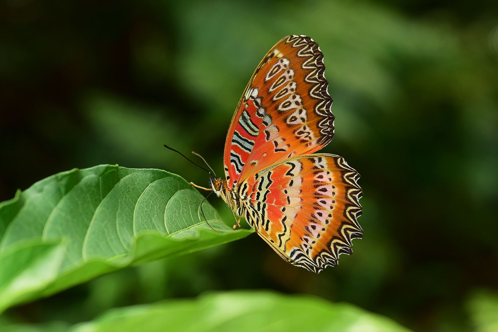 Rare fossils reveal the butterfly ‘tree of life’ over the past 100 ...
