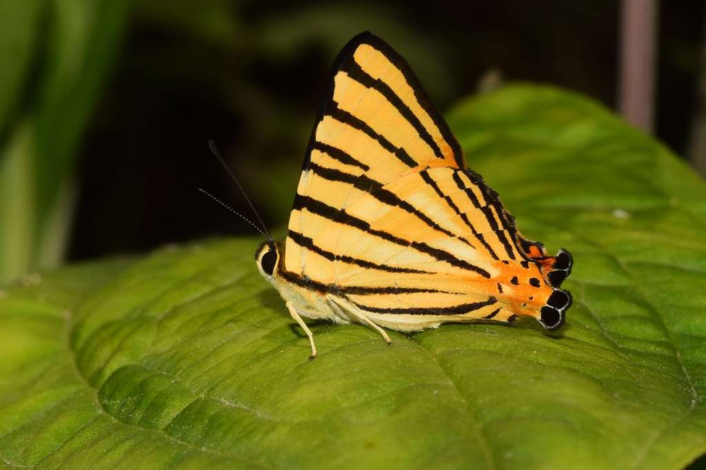 Rare fossils reveal the butterfly ‘tree of life’ over the past 100 ...