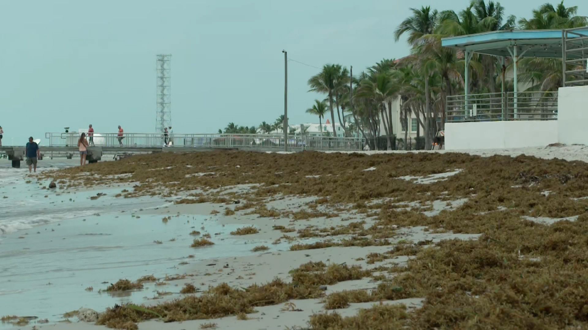 A record-breaking blob of smelly seaweed is arriving in Key West — and ...