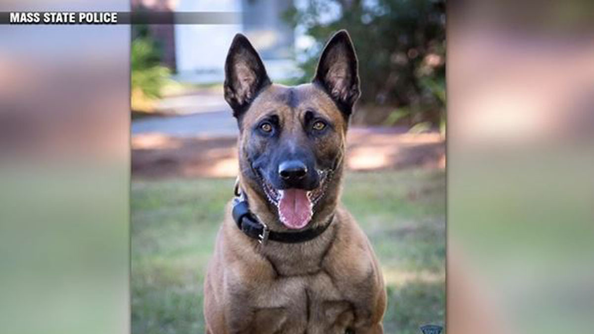 National Police Dog Association to honor memory of fallen Mass. state ...
