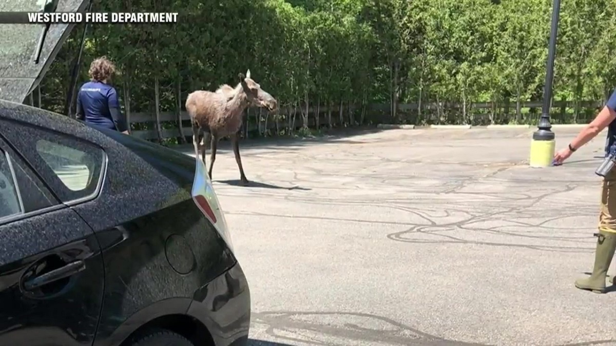 Moose spotted in Westford, relocated to new home - Boston News, Weather ...