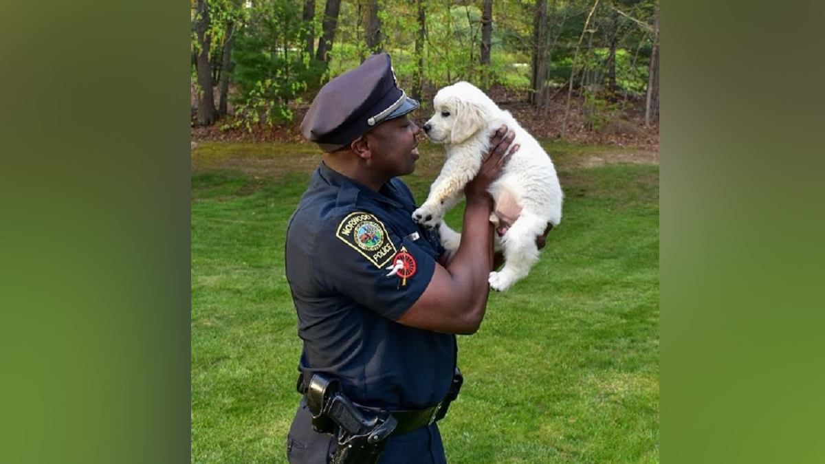 Norwood PD welcomes newest officer: an 8-week-old Golden Retriever in ...