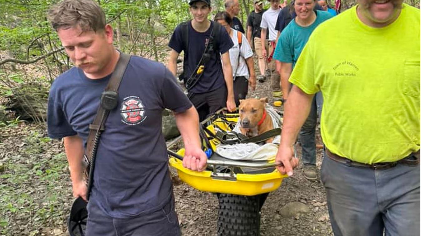 Dog rescued after jump from state park tower in Connecticut - Boston ...