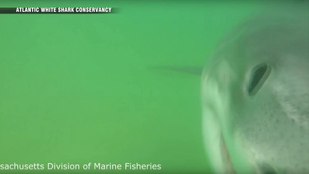 ‘Smartphones’ for sharks: Scientists upgrade sensors to keep track of ...