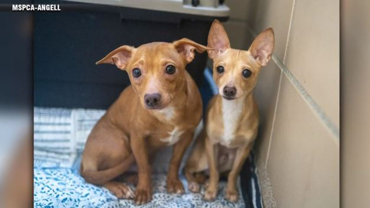 MSPCA Angell hoping to find forever homes for thousands of dogs this ...