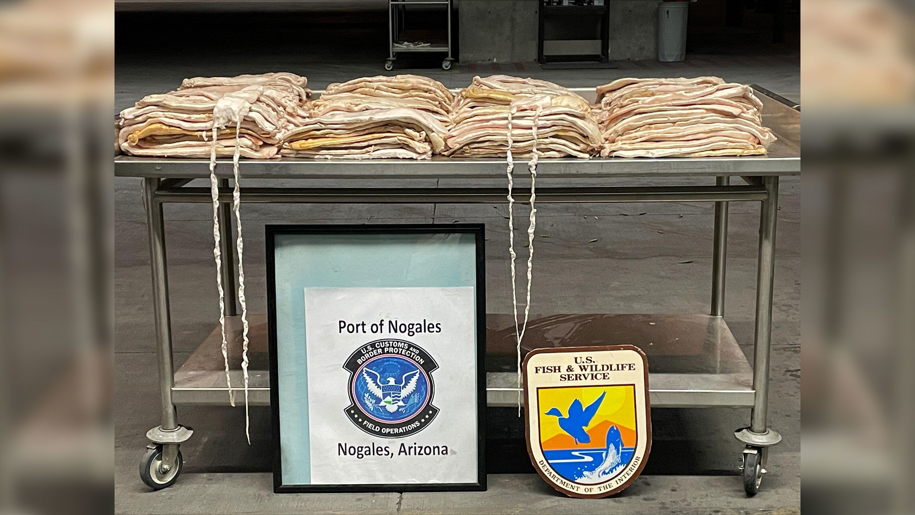 US authorities seize shipment of swim bladders from endangered fish ...