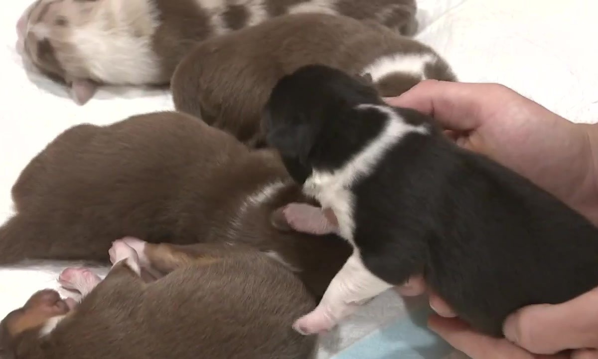 Puppy born with unique birthmark resembling Cape Cod - Boston News ...