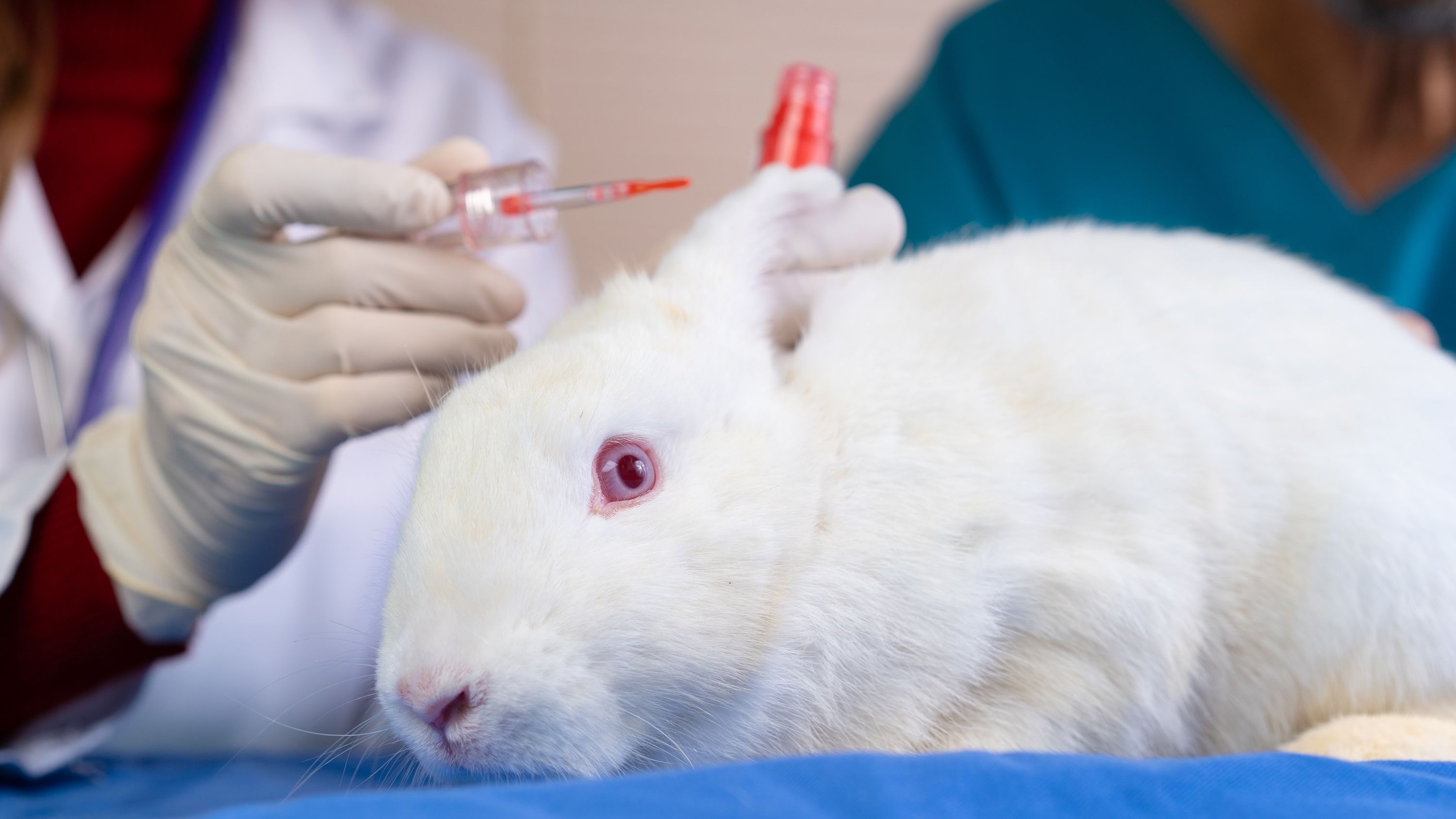 Canada has officially banned testing cosmetics on animals - Boston News ...