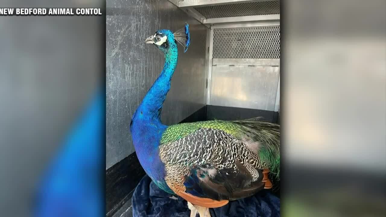 Peacock roaming around New Bedford reunited with owner - Boston News ...
