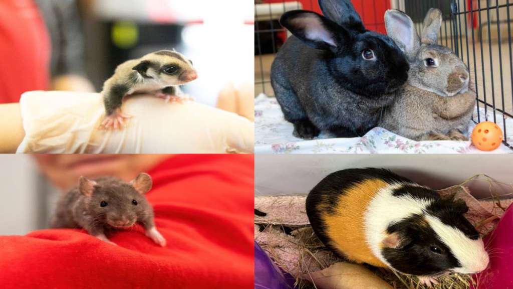Animal Rescue League of Boston hosting Small Animal Adopt-a-thon ...