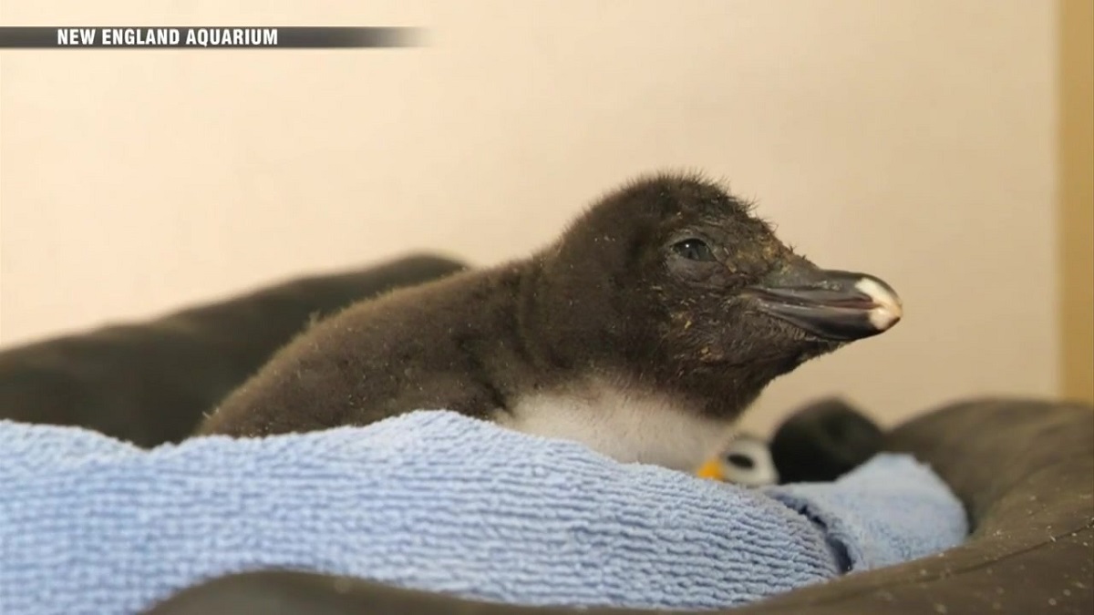Penguin chick ‘healthy, thriving’ after assisted hatch - Boston News ...