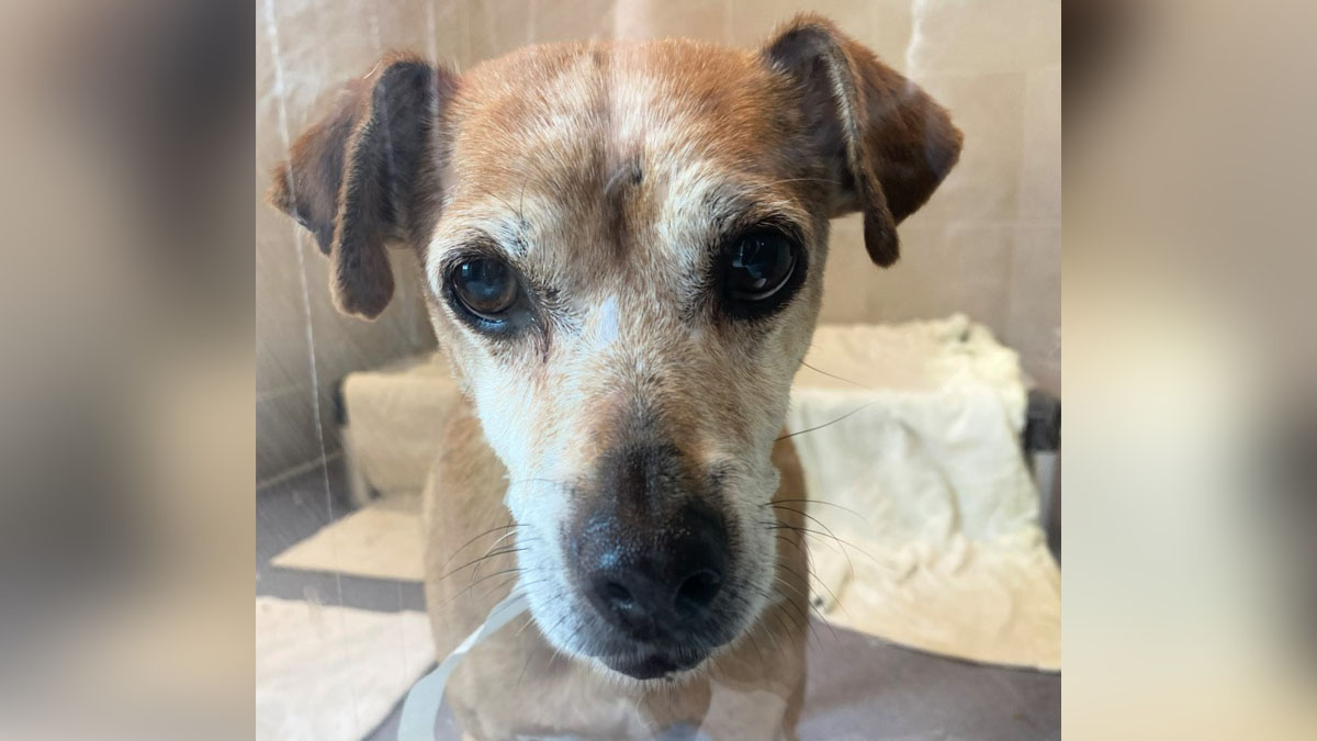 Dozens of animals removed from ‘shocking’ conditions in NH home - Boston News, Weather, Sports ...