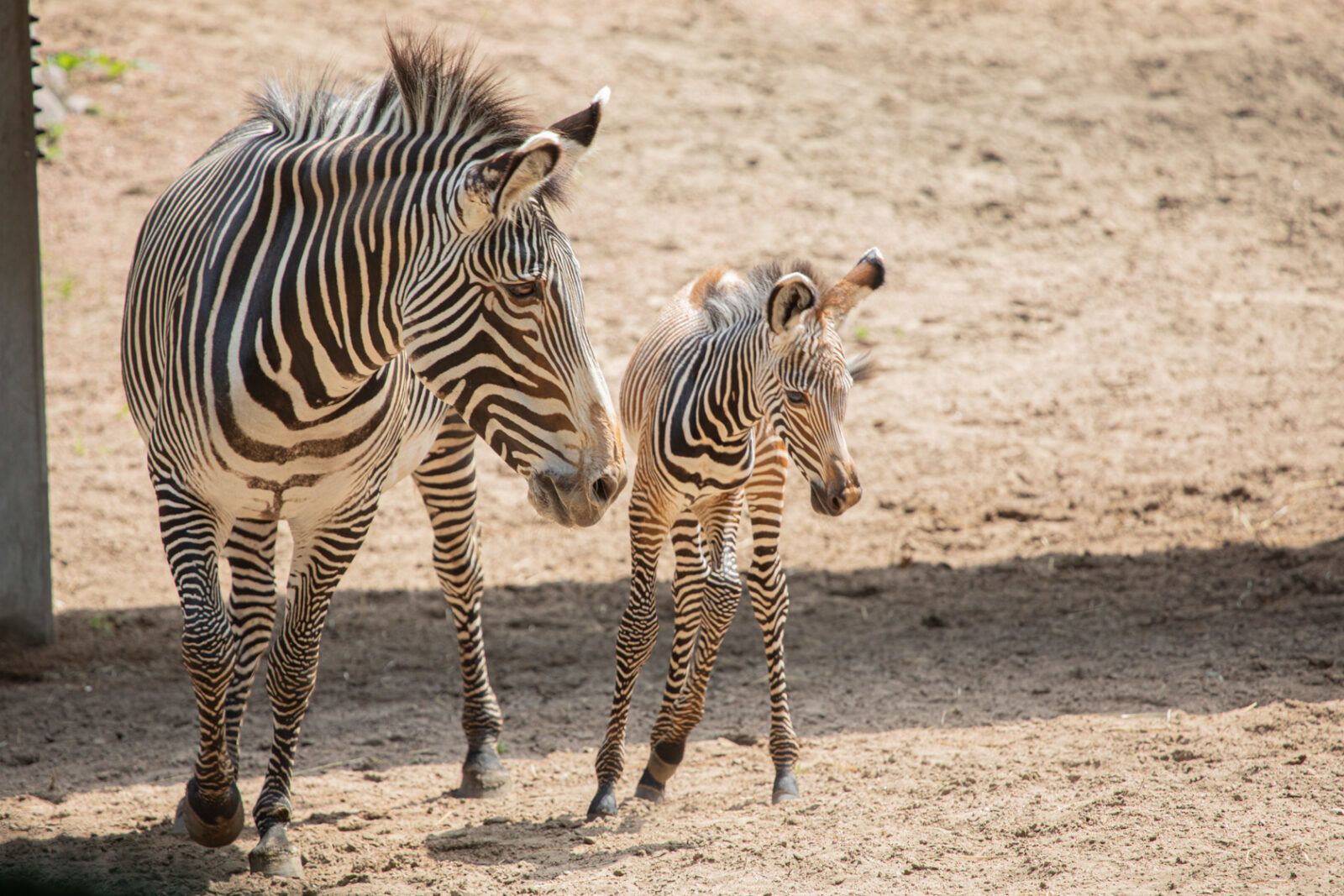 Endangered Grevy’s zebra born at Lincoln Park Zoo in Chicago - Boston ...