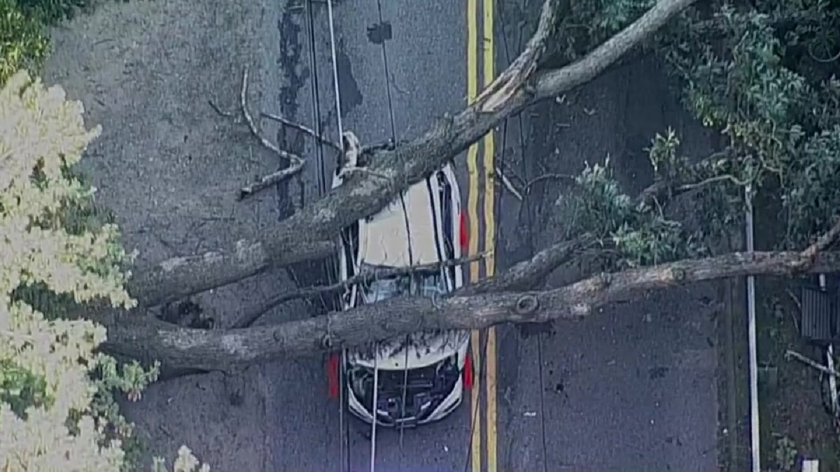 2 people injured after tree falls on car in Douglas - Boston News ...