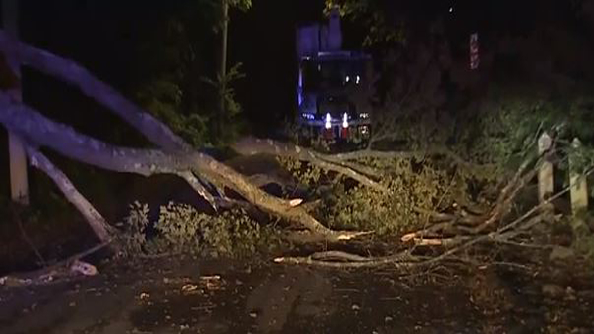 Crews cleaning up after large tree falls across roadway in Brookline ... Crews cleaning up after large tree falls across roadway in Brookline ...