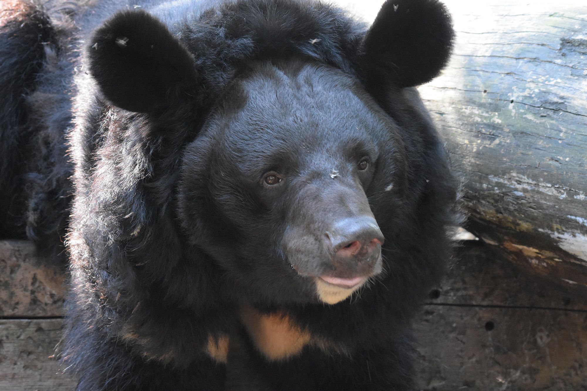 War-traumatized Ukrainian bear to be adopted by Scottish zoo - Boston ...