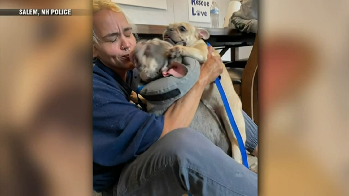 2 French bulldogs missing for seven months tearfully reunited with ...