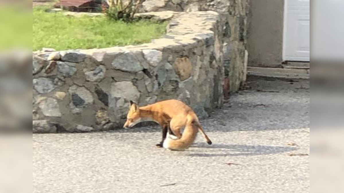 Arlington police issue update on injured fox spotted in town - Boston ...