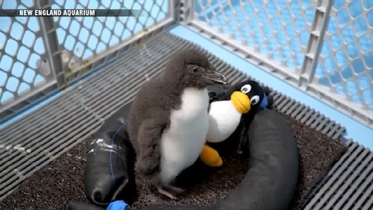 Baby Rockhopper Penguins