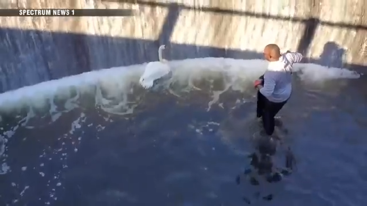 Good Samaritans in Worcester save swans stuck in Salisbury Pond basin ...