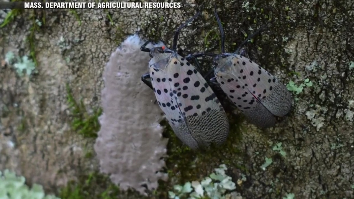 Spotted lanternfly infestation confirmed in Wellesley - Boston News ...