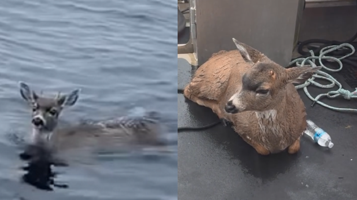 WATCH: Deer struggling in cold Alaskan waters saved by wildlife ...