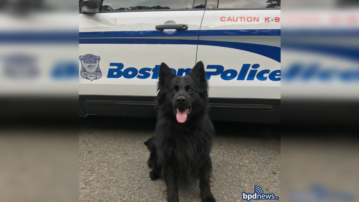 Boston police announce passing of K-9 Dexter - Boston News, Weather ...