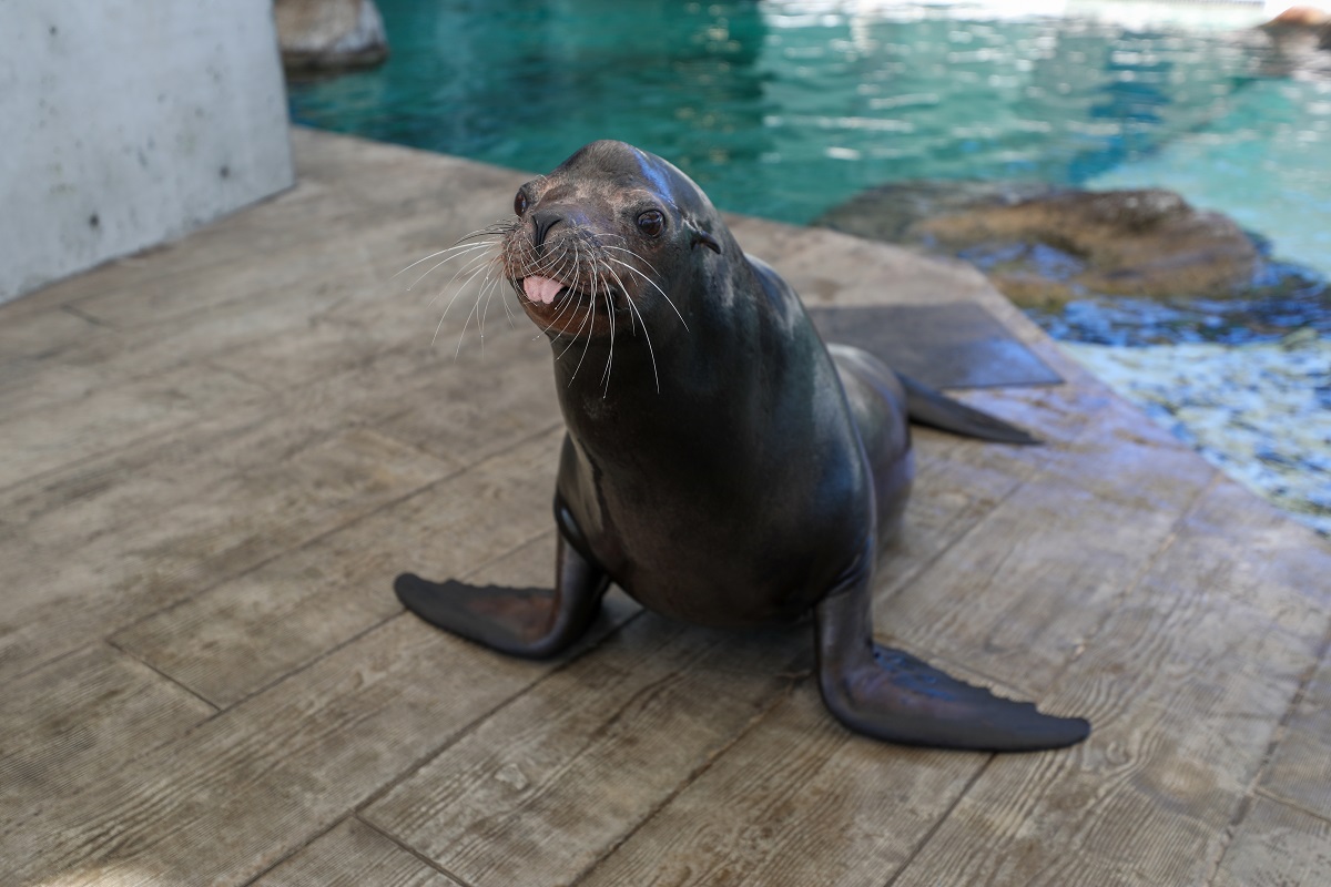 New England Aquarium Welcomes Two New Sea Lions - Boston News, Weather ...