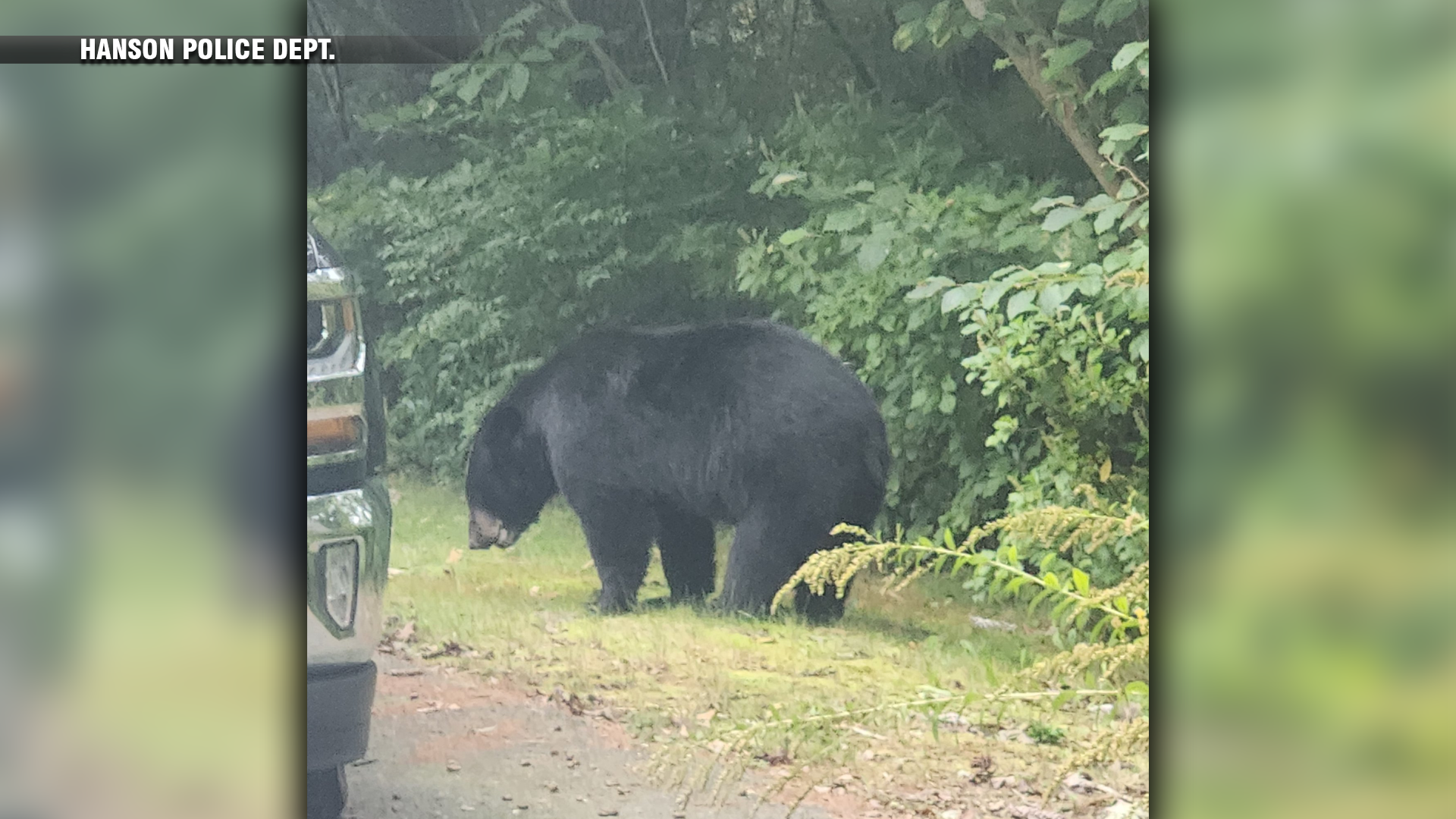 Bear dubbed ‘Pumpkin’ by locals kills livestock, must now be euthanized ...