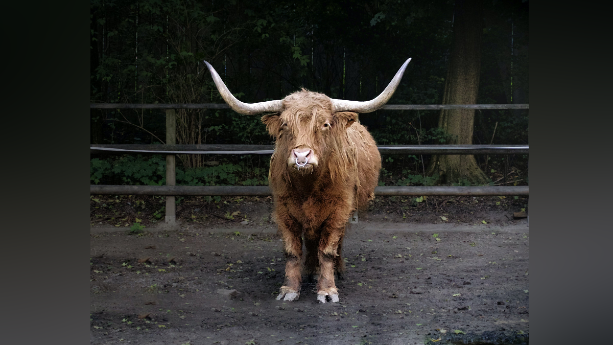 Runaway bull on Phoenix freeway gets wrangled back without injury ...