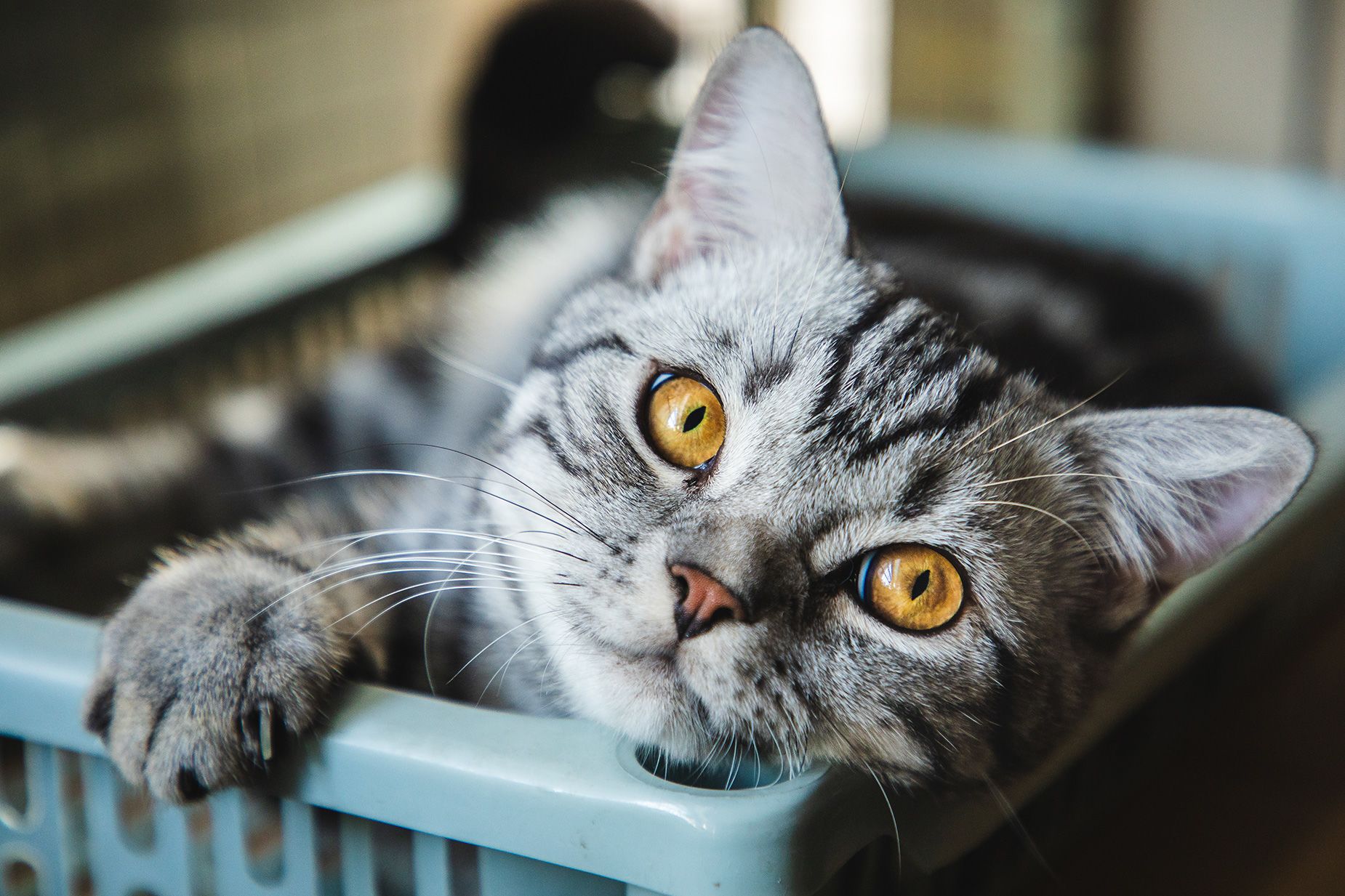 Cats have 276 different facial expressions, study finds - Boston News ...