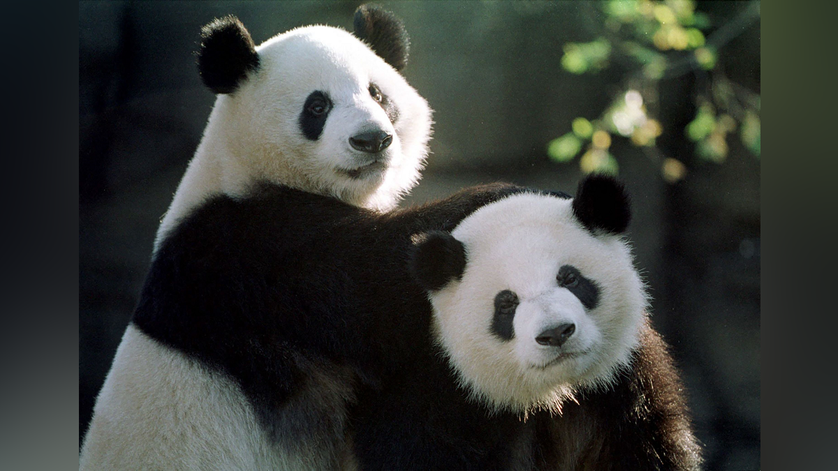 The National Zoo’s panda program is ending after more than 50 years as ...