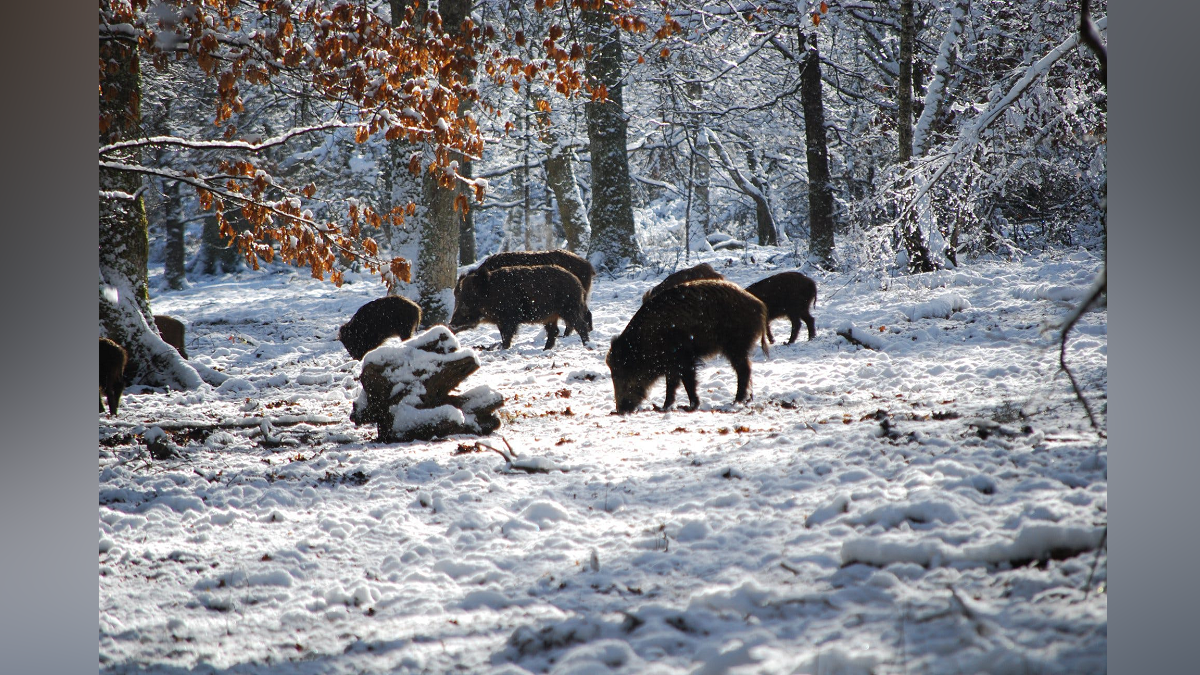 A population of hard-to-eradicate ‘super pigs’ in Canada is threatening ...