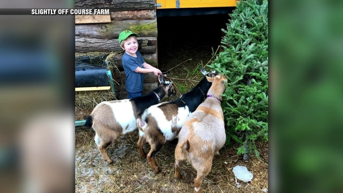 Local farms accepting donated Christmas trees - Boston News, Weather ...