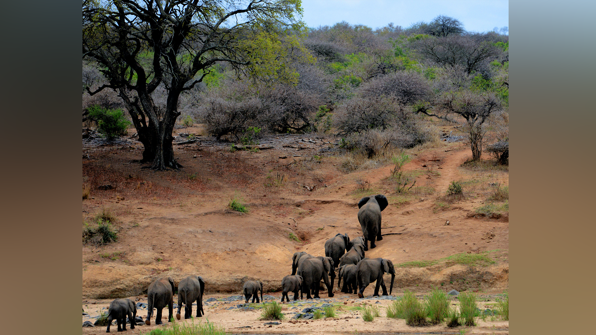 At least 100 elephants die in drought-stricken Zimbabwe park, a grim ...