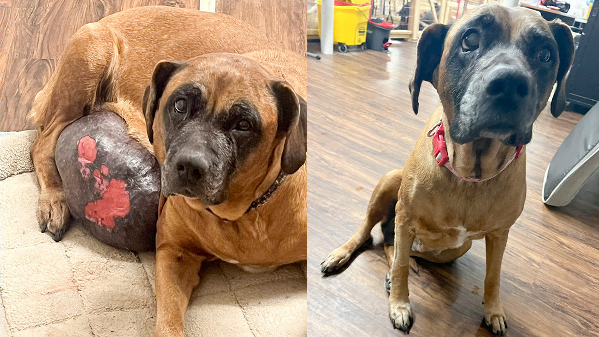 Dog with massive tumor found abandoned in Malden park on road to ...