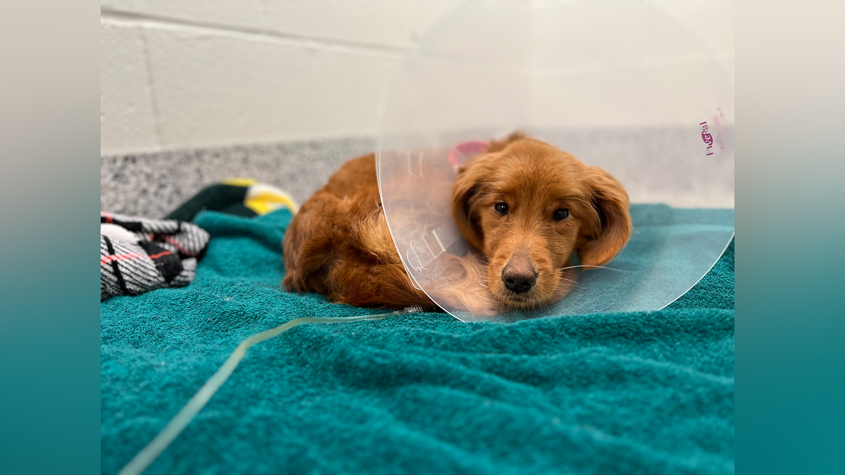Emaciated dog found in Brookline on road to recovery, looking for owner ...