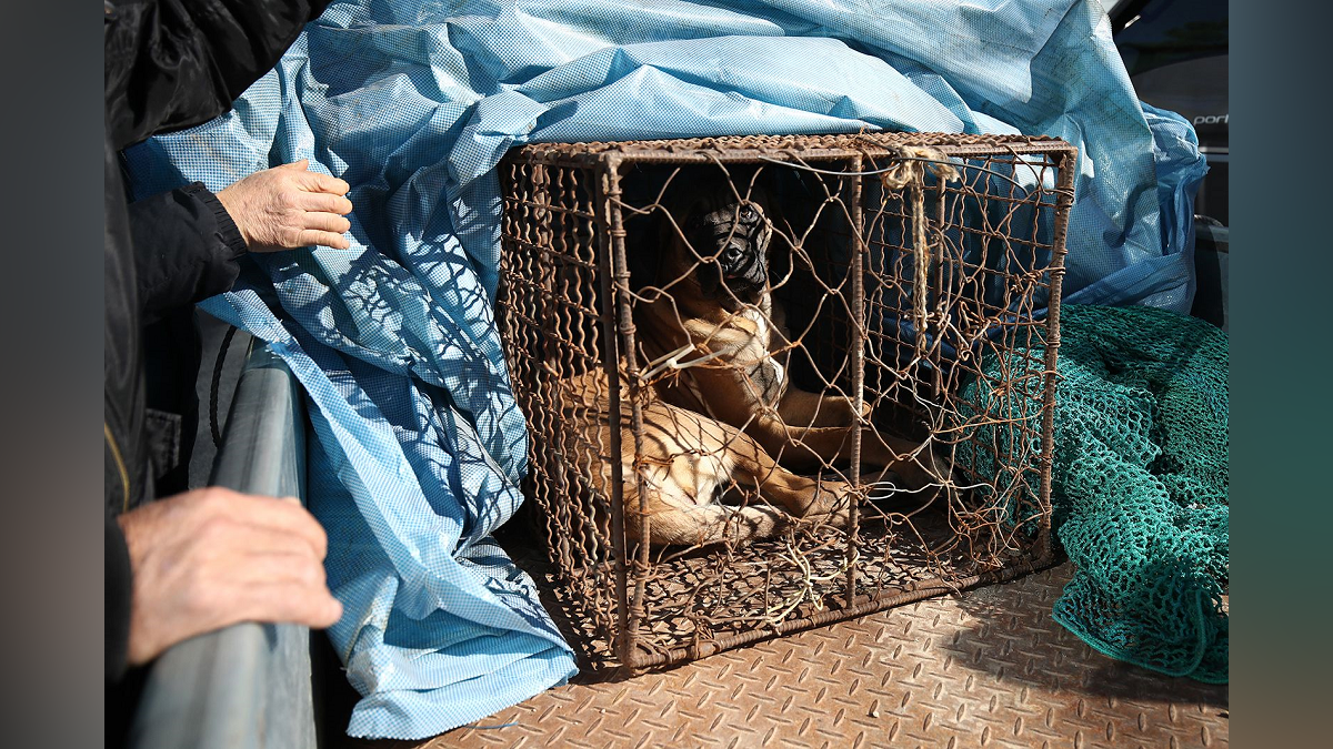 South Korea passes bill to ban eating dog meat, ending controversial ...