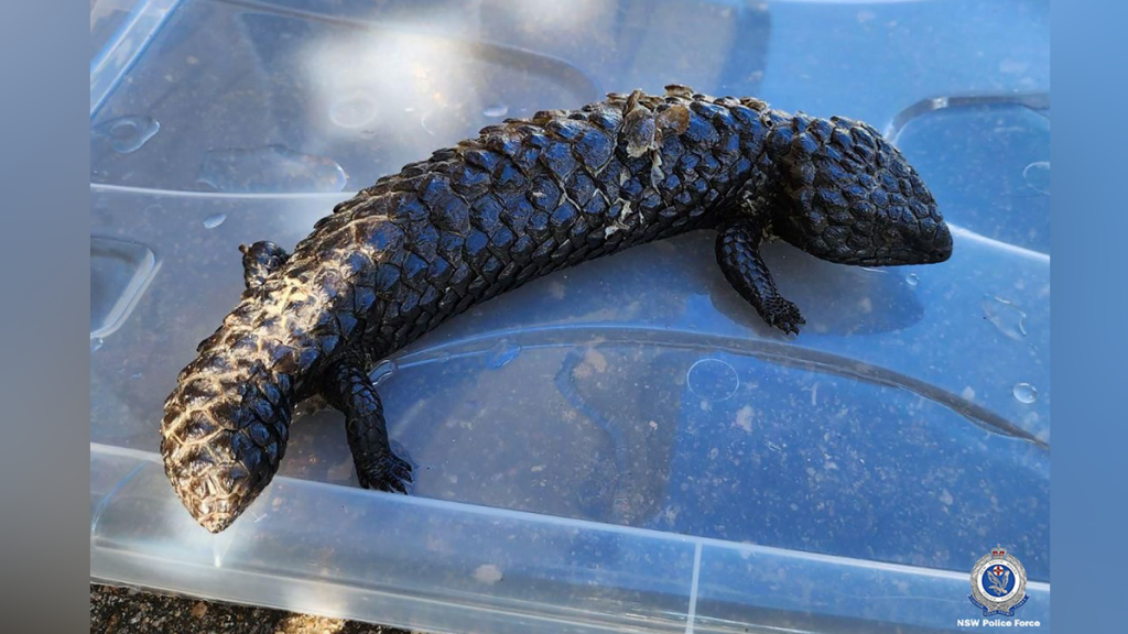 Australian police seize lizards worth $800,000 from alleged smugglers ...