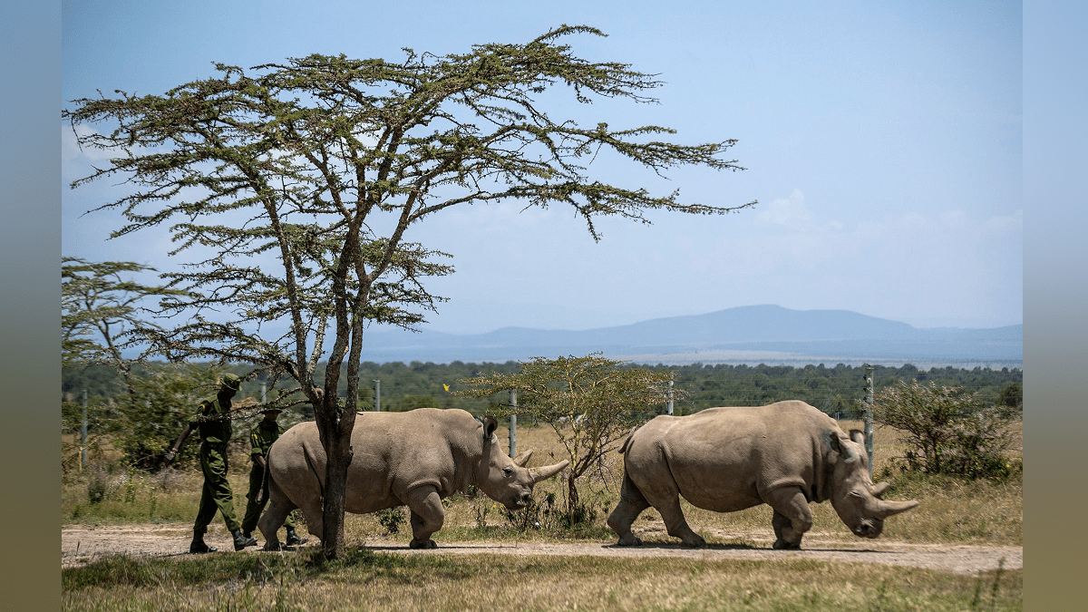 World first IVF rhino pregnancy could save northern white rhinos from ...