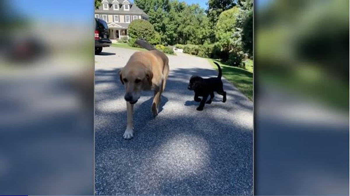 7 Investigates: Area dog owners warning of rat poison risk - Boston ...