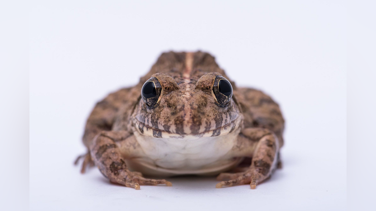 French appetite for frogs’ legs threatens frog species, experts warn ...