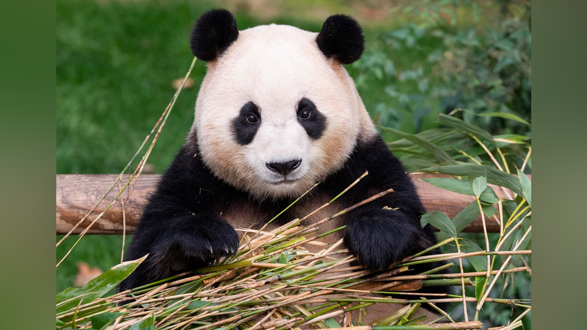 South Koreans mourn as country’s first celebrity panda, Fu Bao, heads ... South Koreans mourn as country’s first celebrity panda, Fu Bao, heads ...