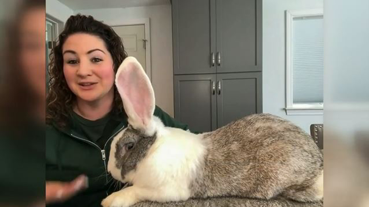 Big bunny breed: Hanson farm raising Continental Giant rabbits - Boston ...