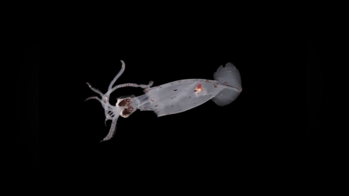 Scientists discover 100 potential new deep-sea species, including ...