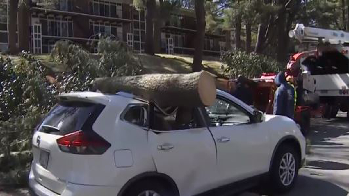 ‘Very, very close’: Father, son escape injury when huge tree falls on ...