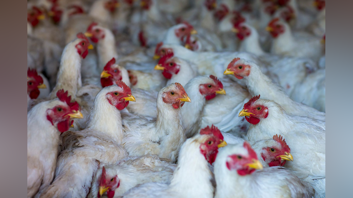 Is it safe to drink milk and eat chicken? What precautions to take ...