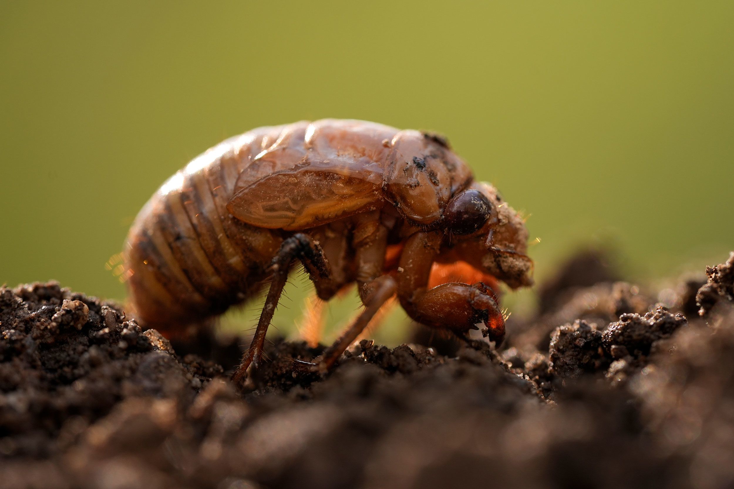 This fungus can transform cicadas into ‘saltshakers of death’ - Boston ...