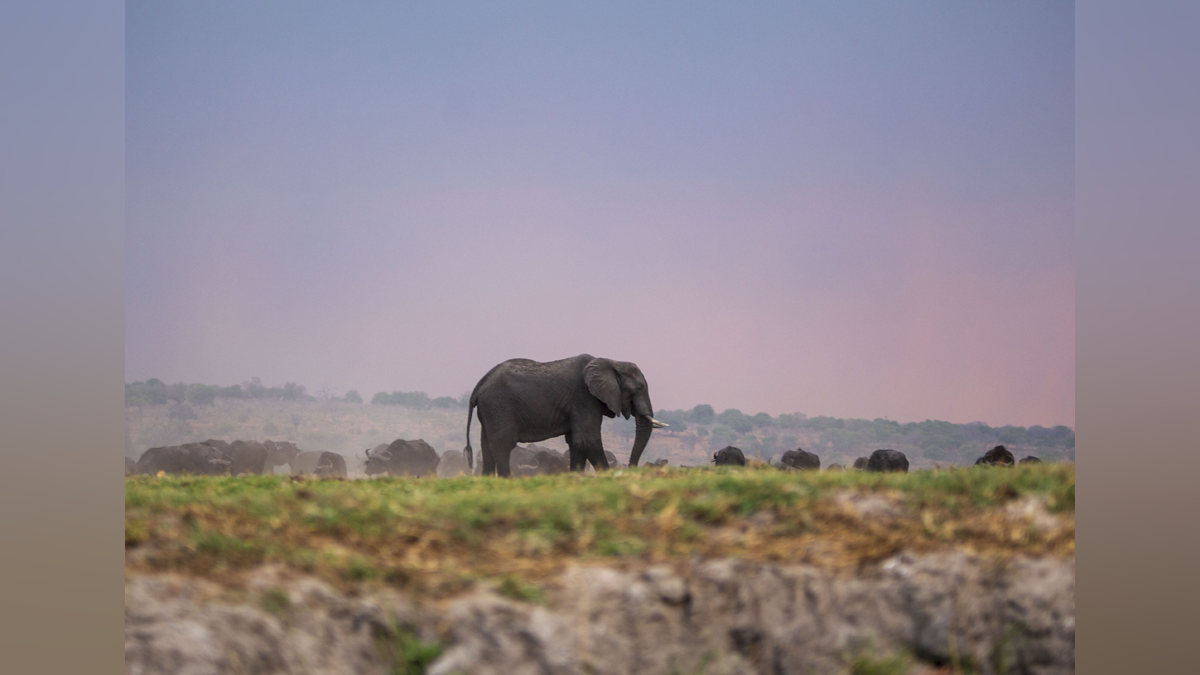 Botswana threatens to send 20,000 elephants to Germany in trophy ...