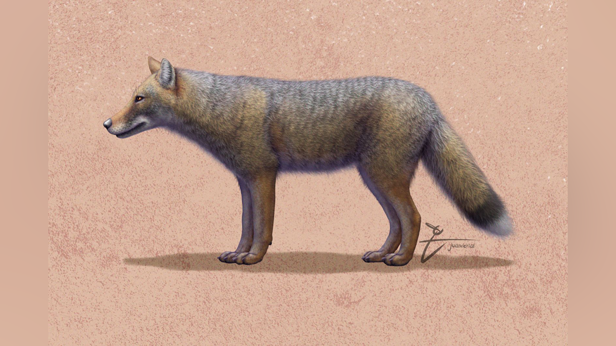 Foxes were once humans’ best friends, study says - Boston News, Weather ...